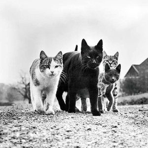 Walter Chandoha’s Photographs, or How a Cat Changed a Life - Cats Museum