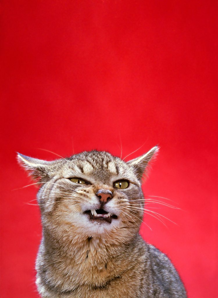 Walter Chandoha’s Photographs, or How a Cat Changed a Life - Cats Museum