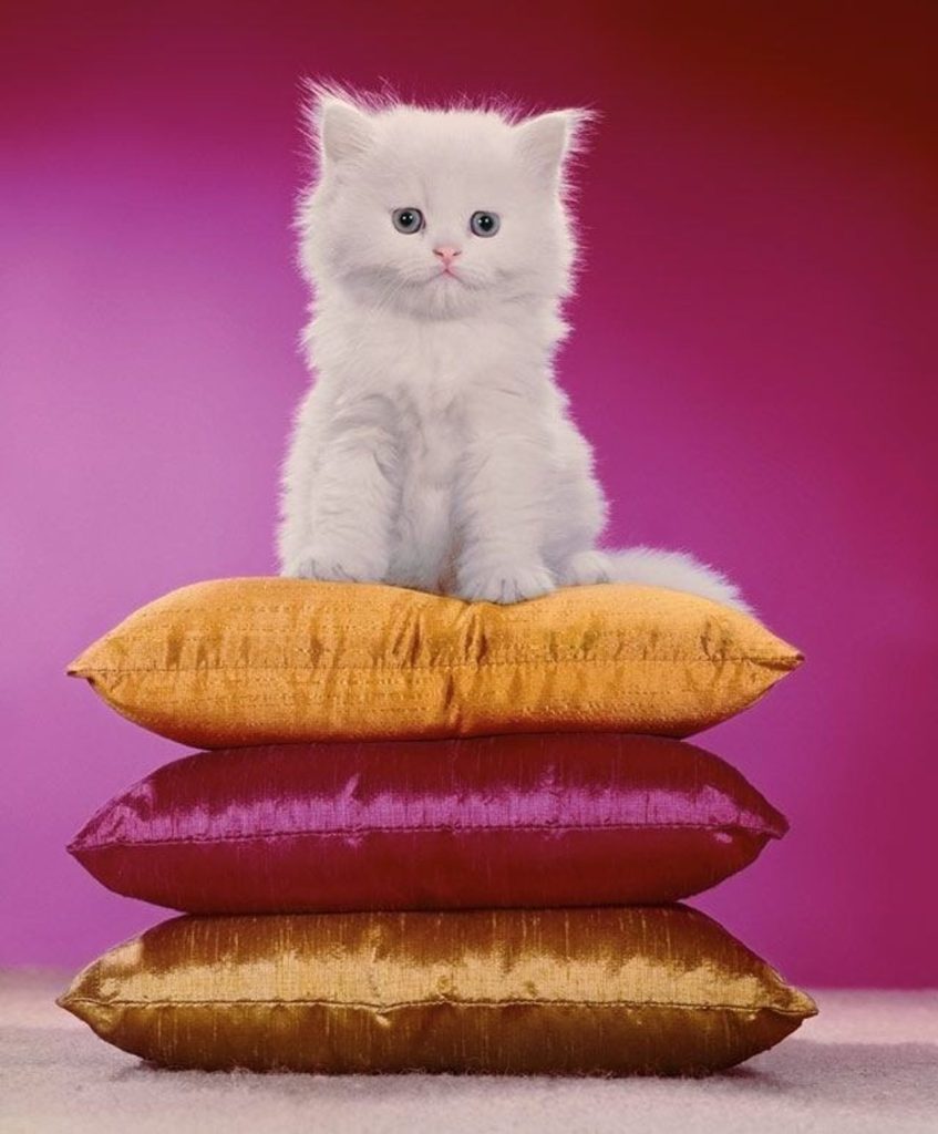 Walter Chandoha’s Photographs, or How a Cat Changed a Life - Cats Museum